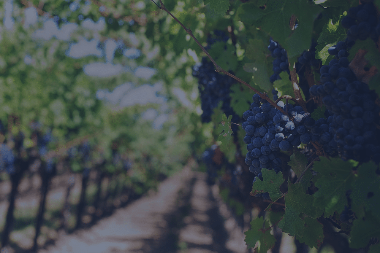 About Us - Attard & Co. Wines